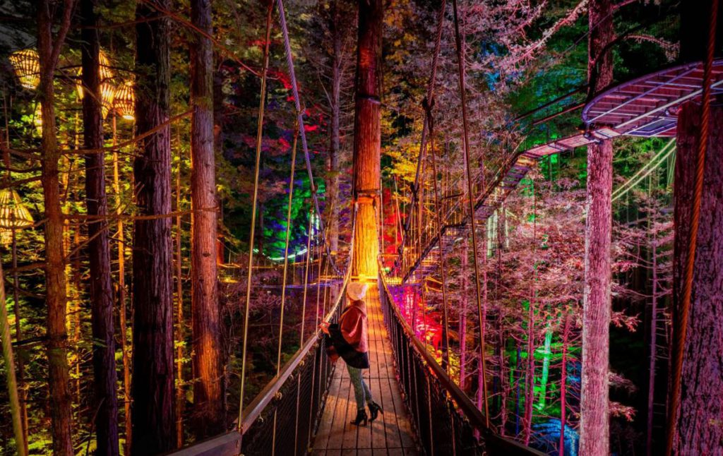 Redwoods Treewalk | CitySide Hotel